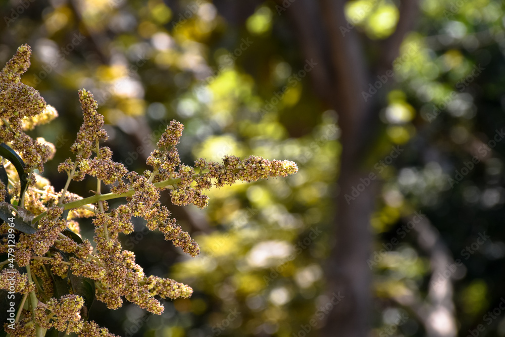 Mango flower on a tree. A branch of inflorescence mango flowers in ...