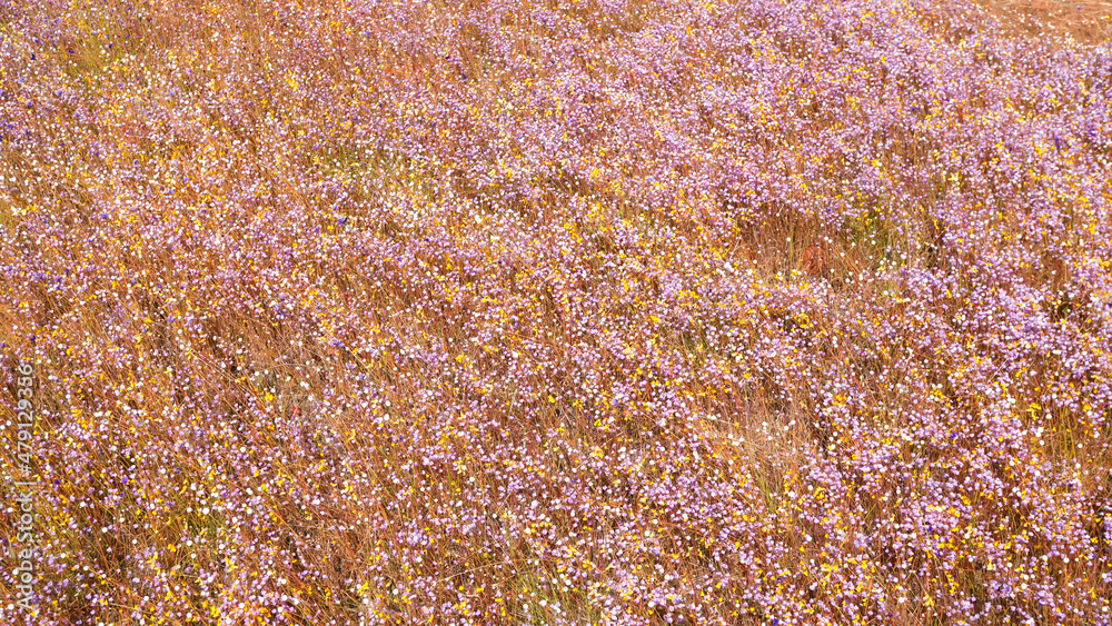 Field of colorful flowers that are beautiful in sunshine day, select ...