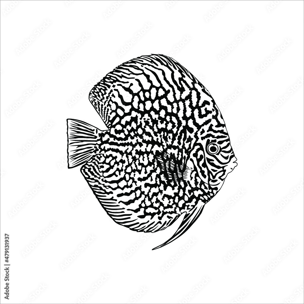 Symphysodon, colloquially known as Discus Fish, Silhouette Illustration ... Symphysodon, colloquially known as Discus Fish, Silhouette Illustration ...
