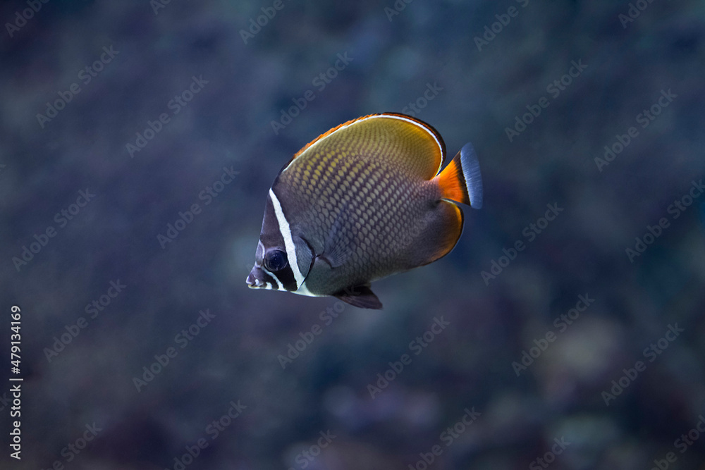 Red-tailed butterflyfish (Chaetodon collare), also known as the ...