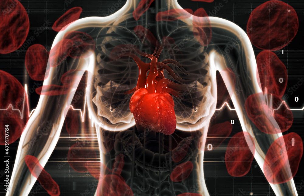 Human heart anatomy. Cardio pulse line. Cardiology medicine. 3d ...