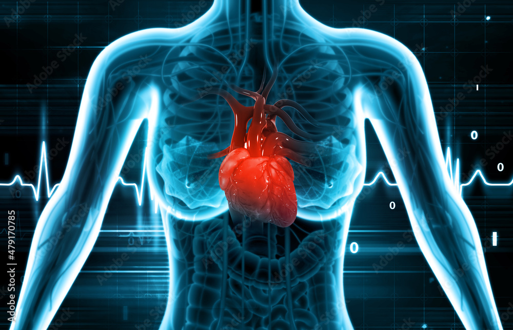 Human heart anatomy. Cardio pulse line. Cardiology medicine. 3d ...
