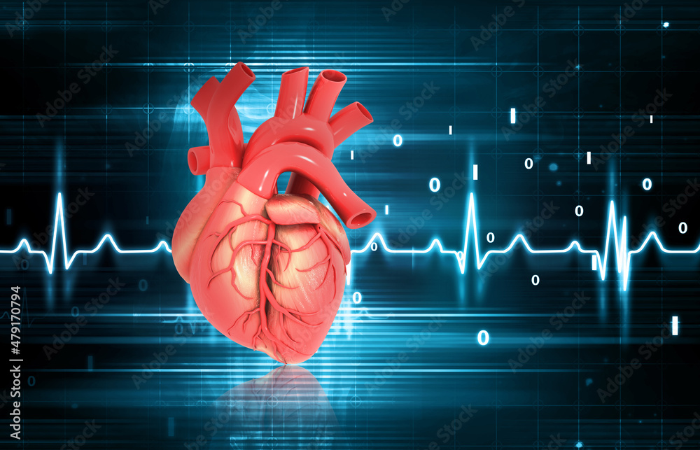 Human Heart Anatomy Cardio Pulse Line Cardiology Medicine 3d