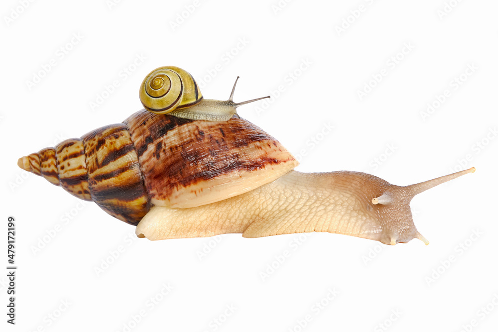 African snail Achatina isolated on white background. Giant African ...