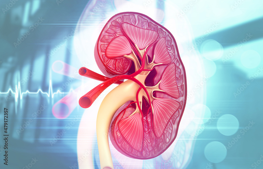 Kidney health concept. Kidney cross section, anatomical model of human ...