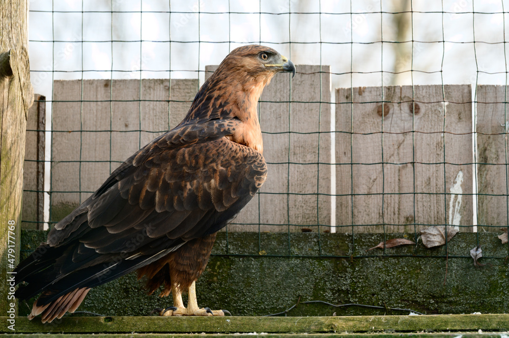 steppe buzzard of a number of falcons, a Red Book bird that lives in ...
