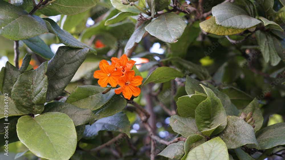 Beautiful close up of Cordia sebestena flower also known as ...
