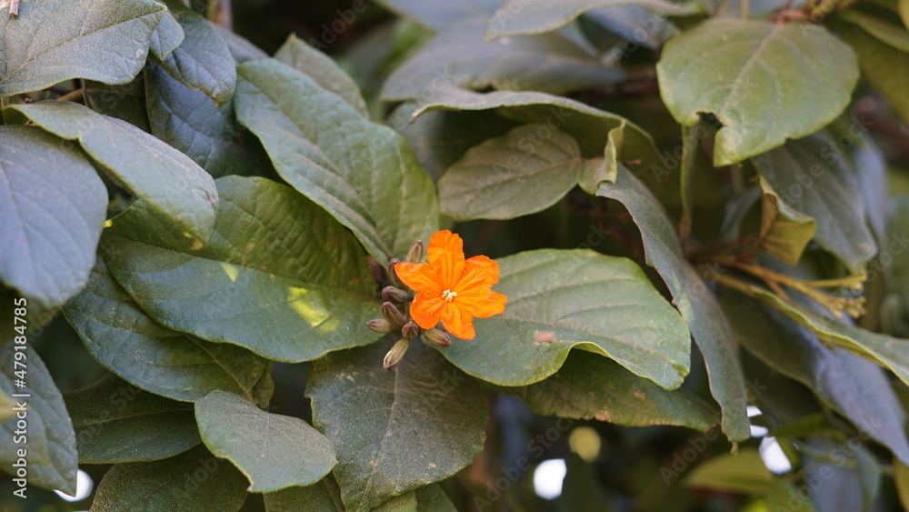 Beautiful close up of Cordia sebestena flower also known as ...
