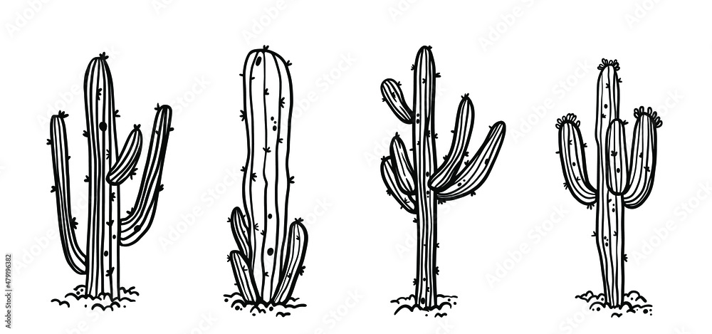 Succulent cactus desert plant hand drawn in monochrome black and white ...