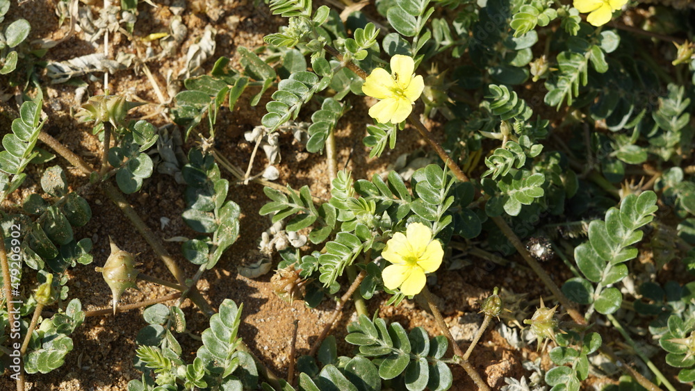 Tribulus terrestris also known as Caltrop, Tribulus, Catshead, Common ...