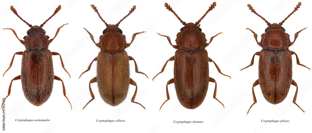 Cryptophagus acutangulus, cellaris, dentatus and pilosus are beetles of ...