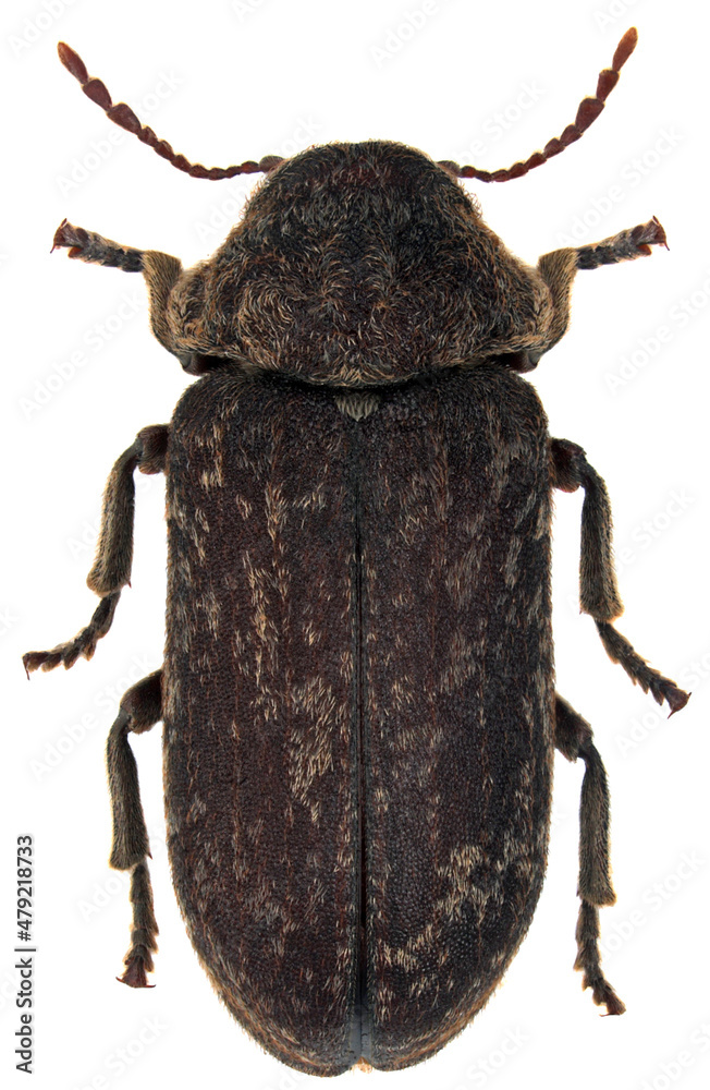 The deathwatch beetle, Xestobium rufovillosum, is a woodboring beetle ...