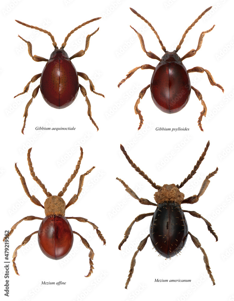 Gibbium aequinoctiale, psylloides and Mezium affine and americanum ...