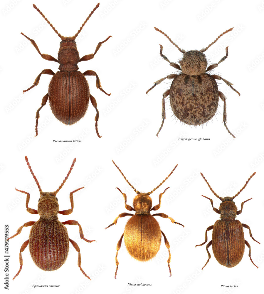 Poster Pseudeurostus hilleri, Trigonogenius globosus, Epauloecus ...