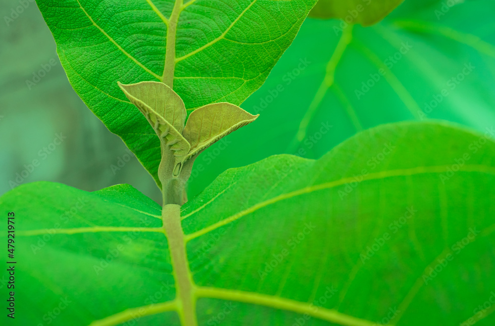 Macro photo of leaves and young shoots of teak leaves. The leaf ficus ...