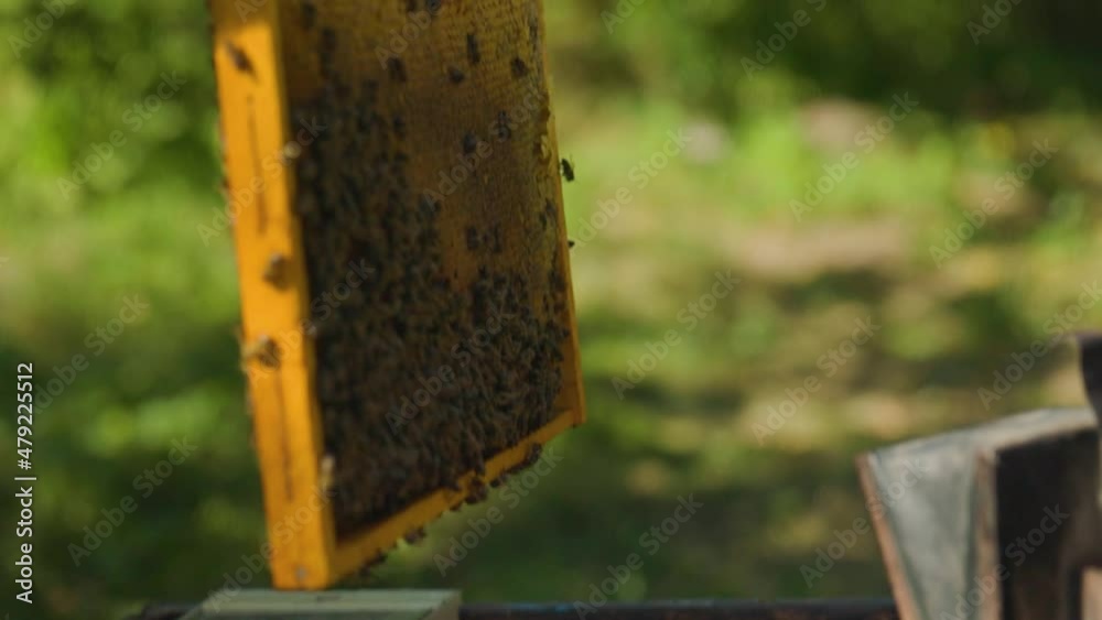 Beekeeper takes out a beehive frame with honeycombs and bees from the ...