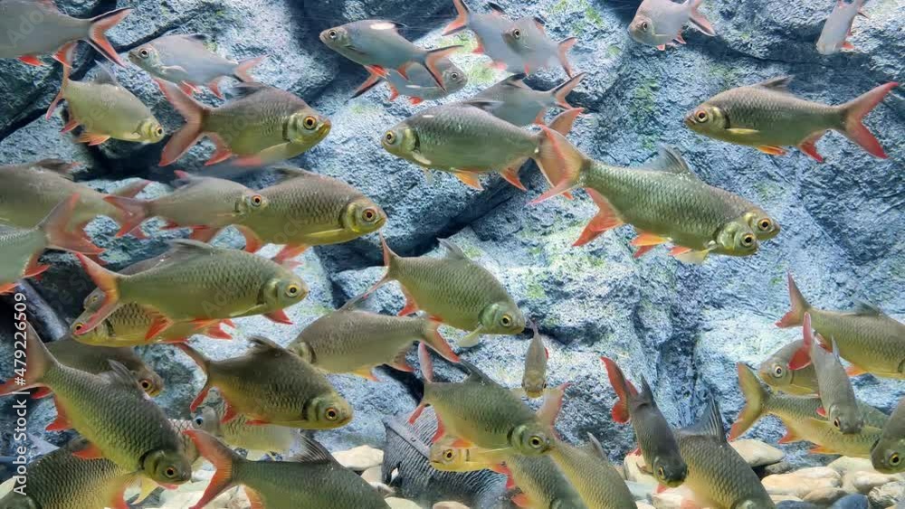 Many big fish in the aquarium Stock Video | Adobe Stock