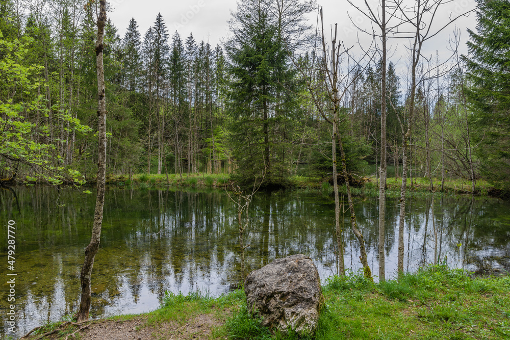 kleiner See im Wald bei trübem Wetter Stock Photo | Adobe Stock