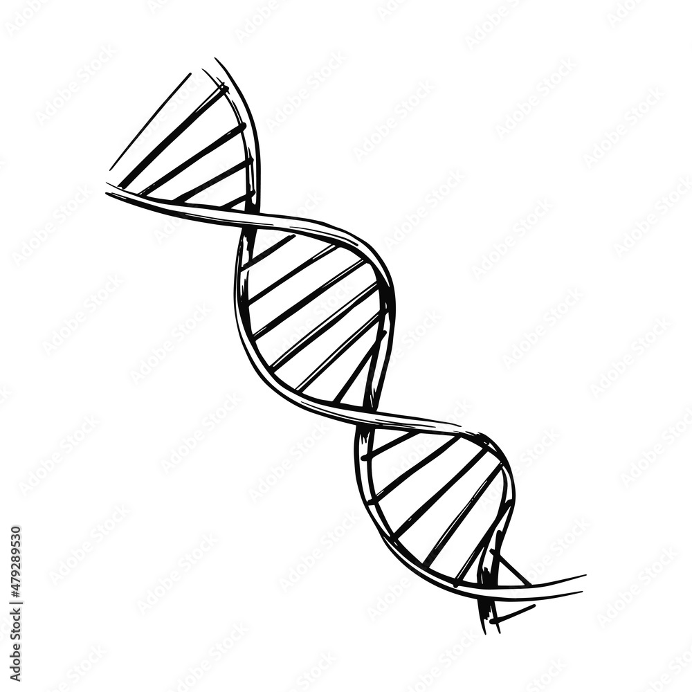DNA molecule structure. Genetic and chemistry research isolated vector ...