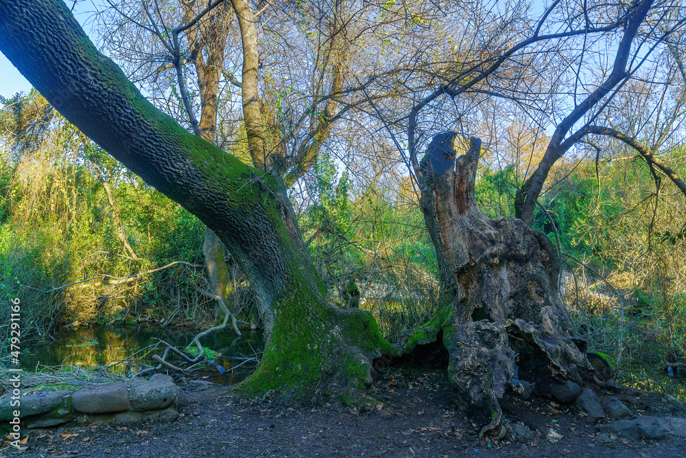 Large, old narrow-leafed ash tree, Tel Dan Nature Reserve Stock Photo ...