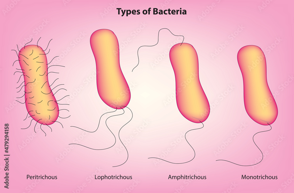 bacilli bacteria classification (Types of flagella) Stock Vector ...