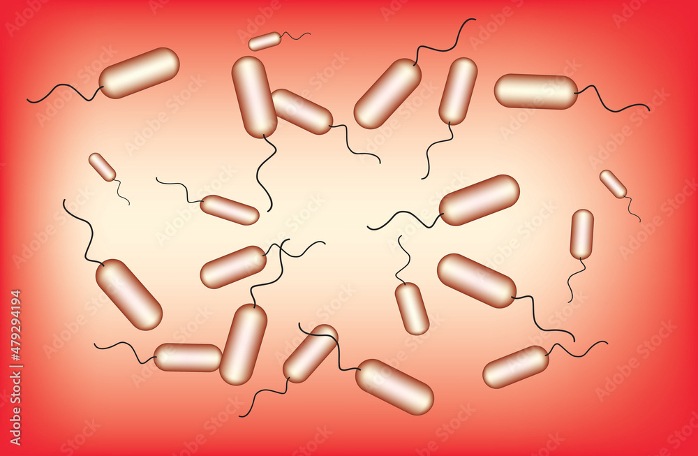 Stockvector bacillus bacteria structure, Bacillus is a genus of Gram ...