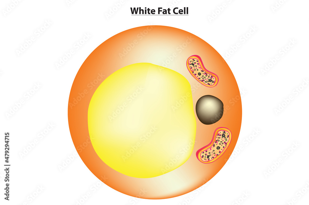 Anatomy of white fat cell (white adipose tissue) Stock Vector | Adobe Stock