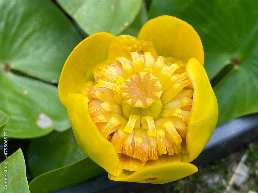 Nuphar Lutea Aquarium