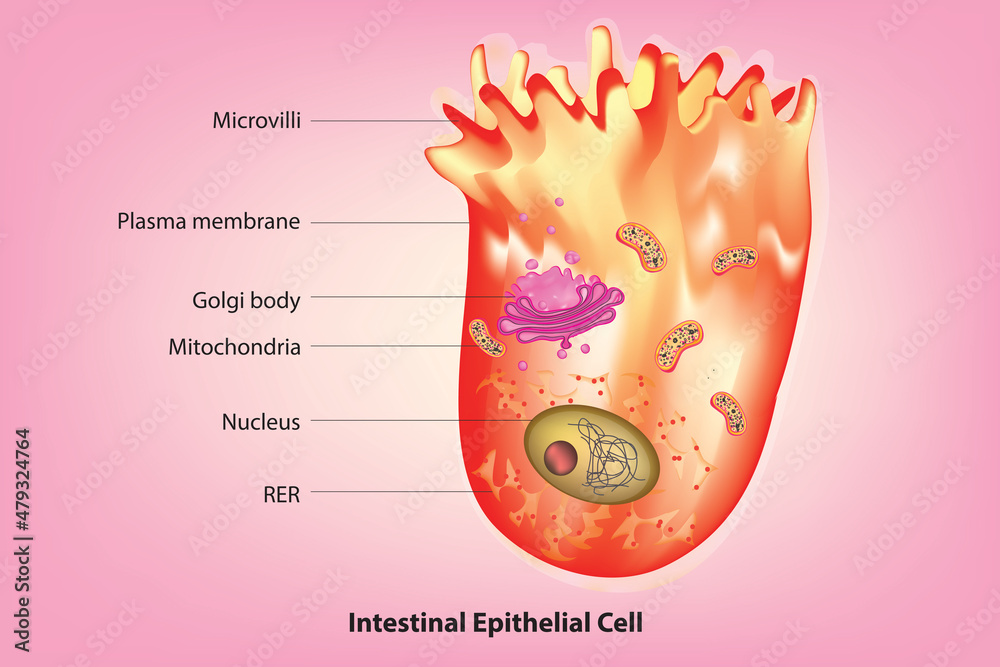 Detailed structure of Intestinal Epithelial Cell (Labeled diagram of ...