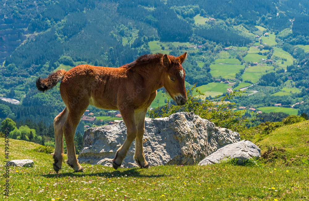 Escena de un potro trotando en primavera con el valle de Mañaria al ...