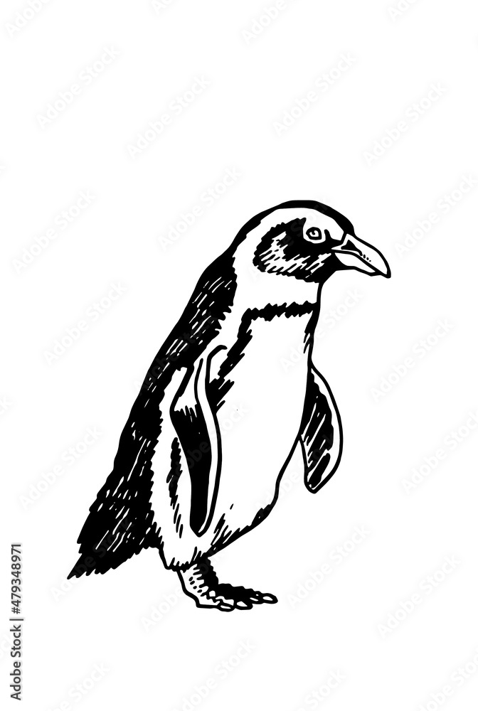 Graphical vector penguin on white isolated , bird of Antarctica and the ...