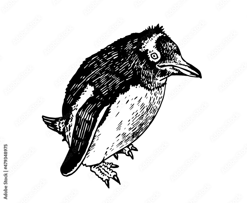 Graphical vector penguin on white isolated , bird of Antarctica and the ...