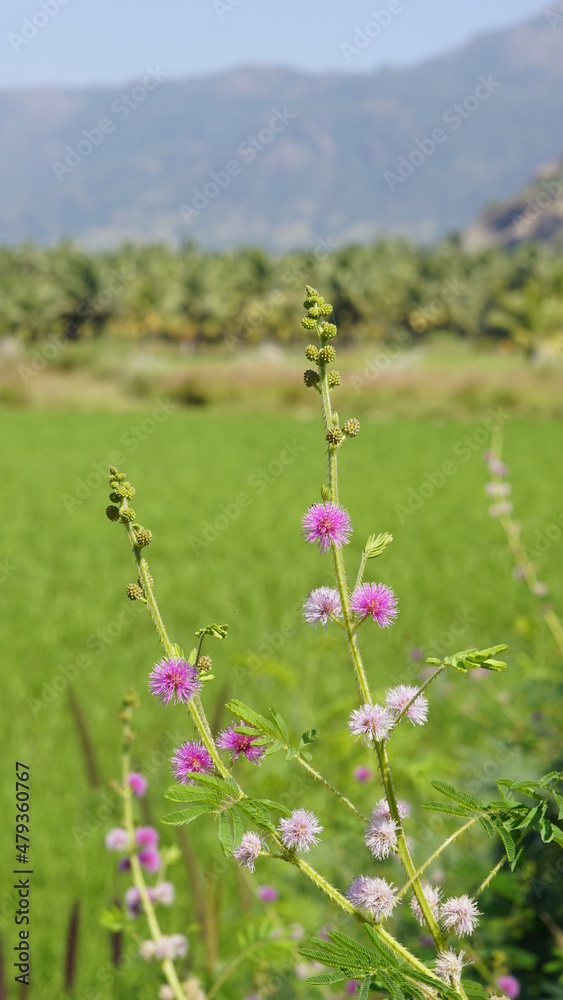 Pink and rose flowers of Mimosa diplotricha also known as Giant ...