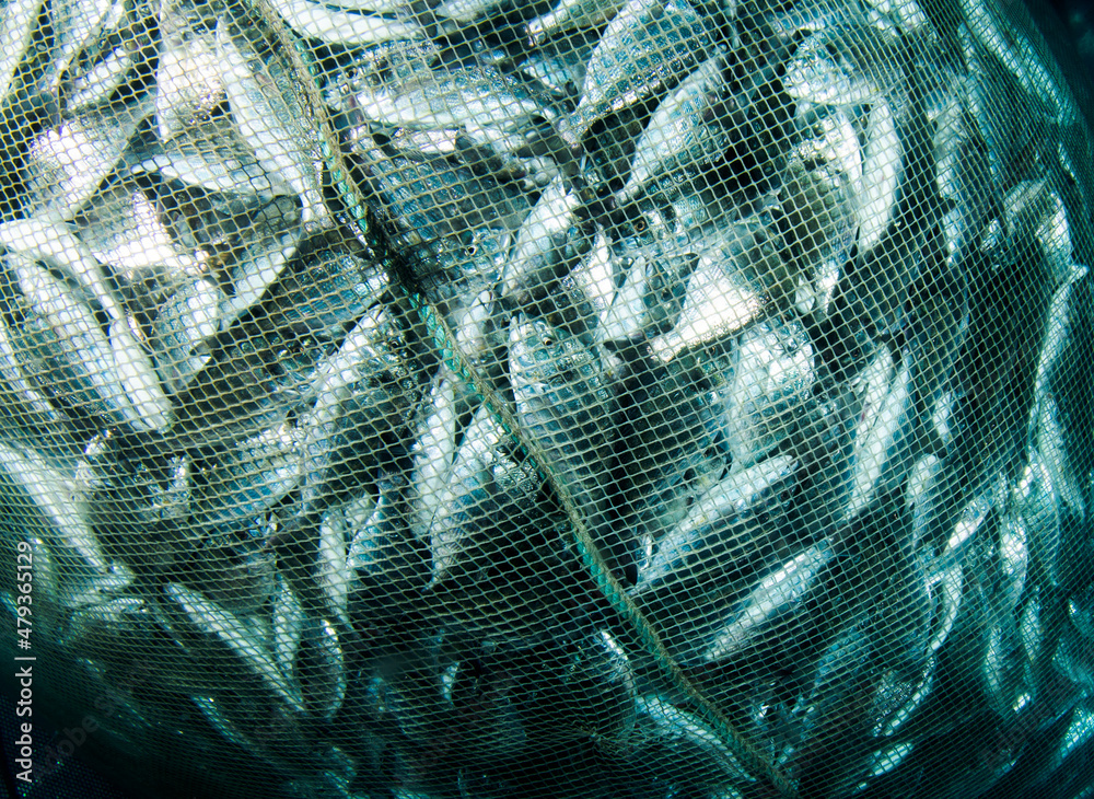 Fish farming,aquaculture nets. Fishing industry Stock Photo | Adobe Stock