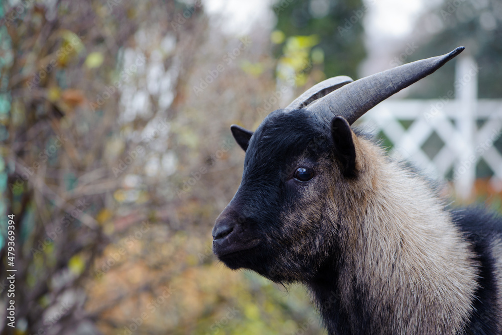 Black goat portrait close-up. Capra. black-gray goat, Domestic goat ...