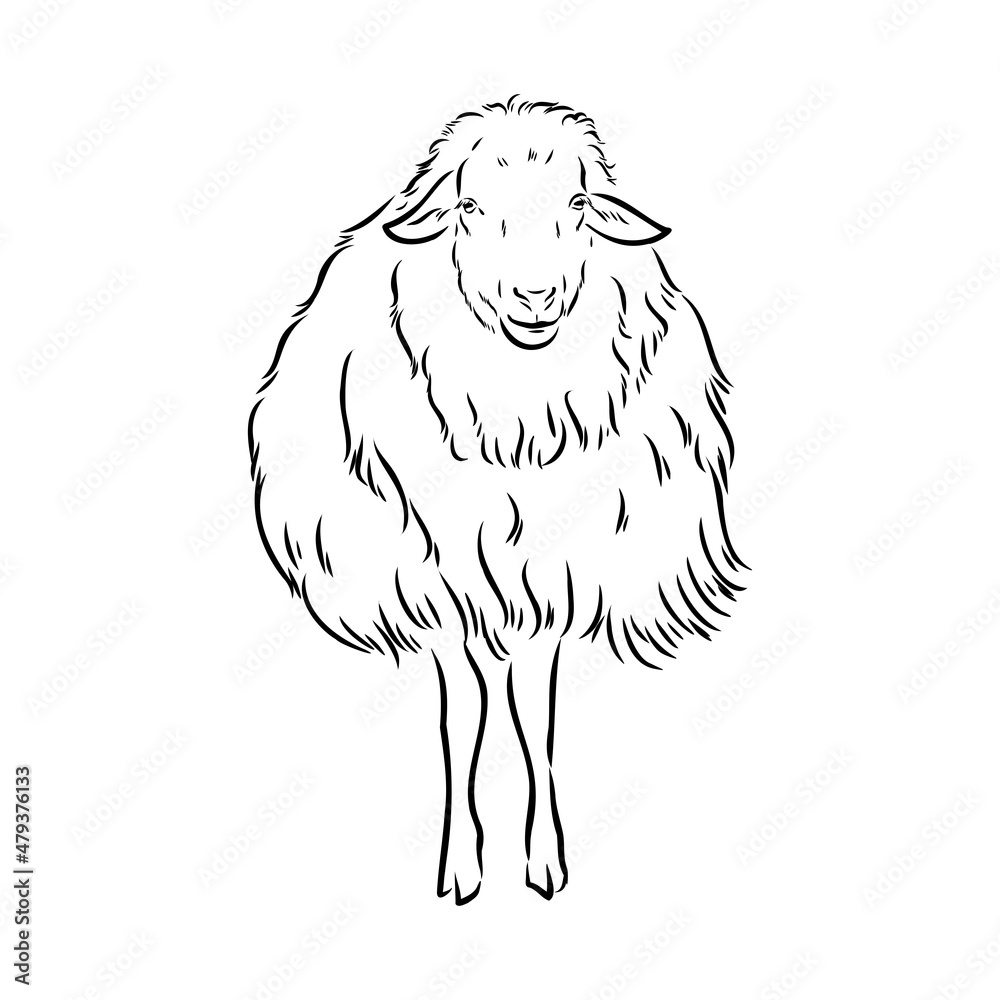 Sheep sketch style. Hand drawn illustration of beautiful black and ...