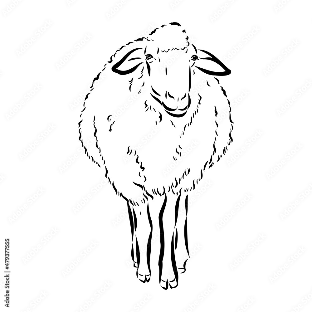 Sheep sketch style. Hand drawn illustration of beautiful black and ...