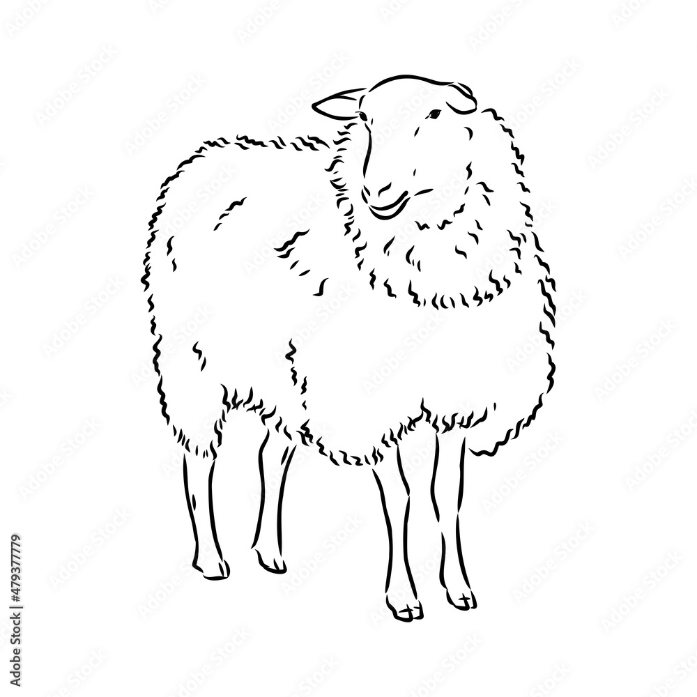 Sheep sketch style. Hand drawn illustration of beautiful black and ...