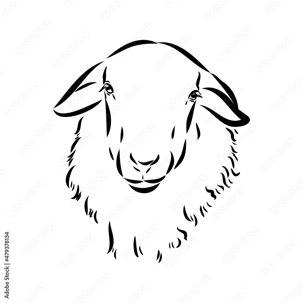 Sheep sketch style. Hand drawn illustration of beautiful black and ...