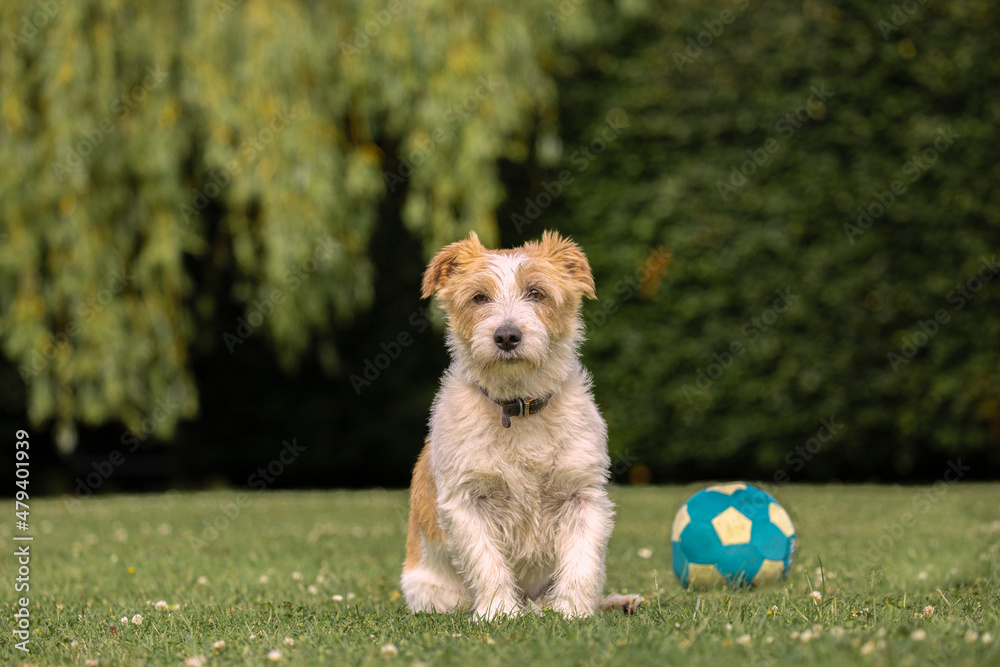 Cute small white and brown dog sitting on the grass next to ball ...