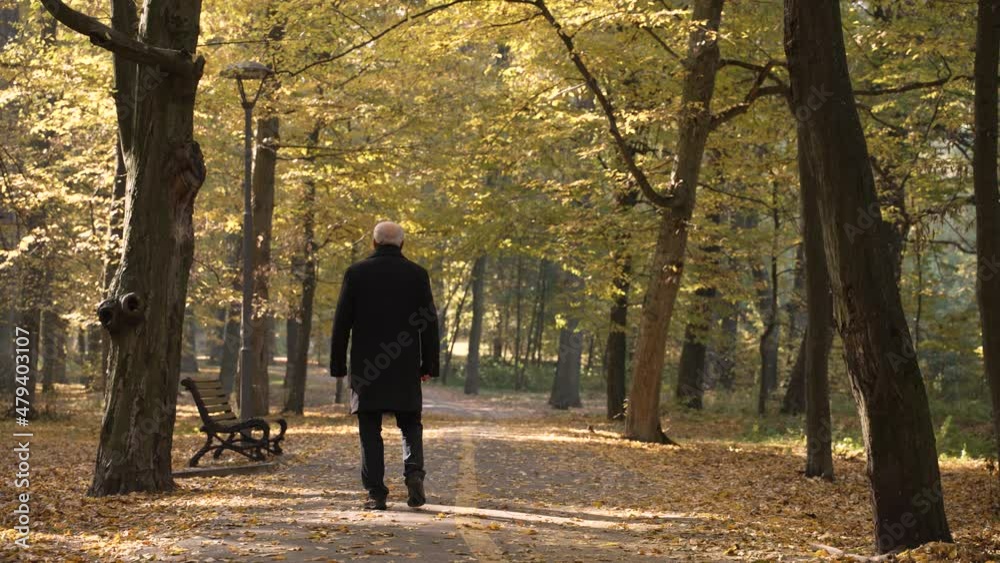 Back view of aged man with white hair walking alone among beautiful ...