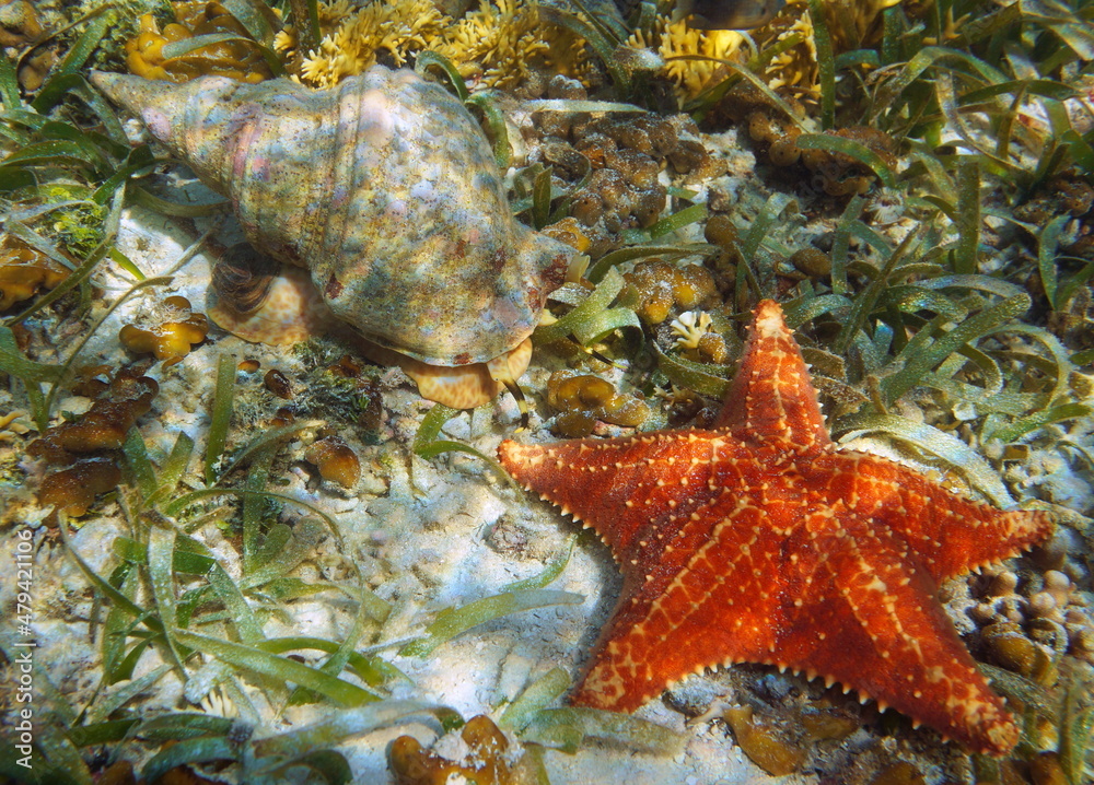 Sea snail and starfish underwater Caribbean sea (Atlantic triton ...