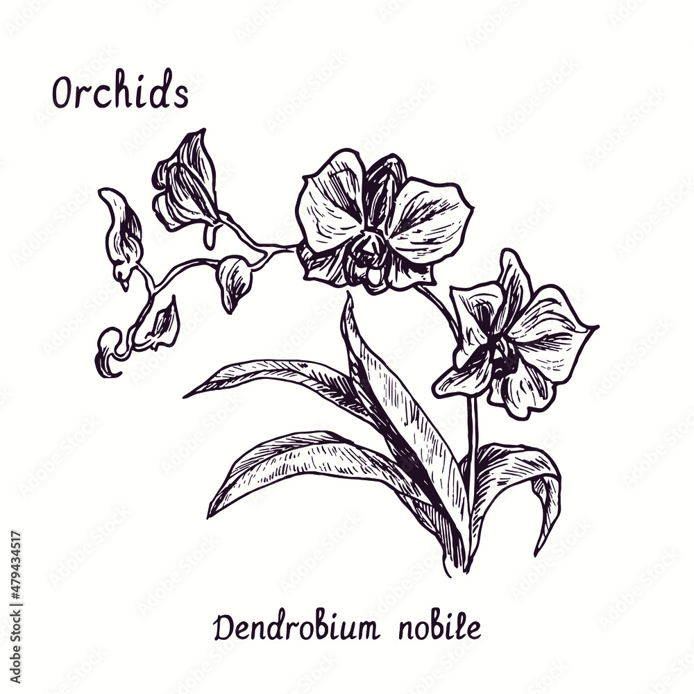 Dendrobium nobile orchids flower collection. Ink black and white doodle ...