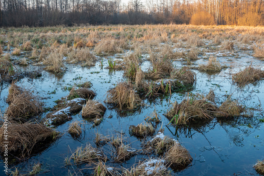 Swamp, pool, trees, forest, park, Bagno, rozlewisko, drzewa, las, park ...