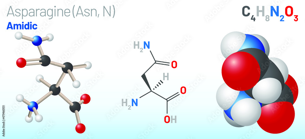 Asparagine (Asn, N) amino acid molecule. (Chemical formula C4H8N2O3) it ...