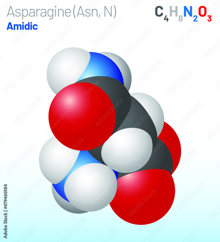 Asparagine (Asn, N) amino acid molecule. (Chemical formula C4H8N2O3) it ...