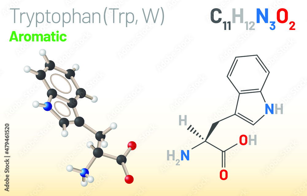 Tryptophan (Trp, W) amino acid molecule. (Chemical formula C11H12N2O2 ...