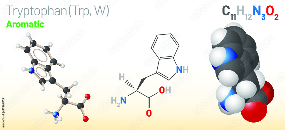 Tryptophan (Trp, W) amino acid molecule. (Chemical formula C11H12N2O2 ...