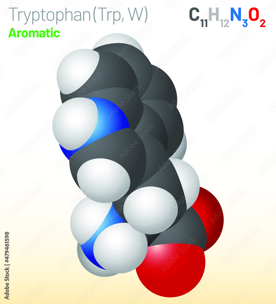 Tryptophan (Trp, W) amino acid molecule. (Chemical formula C11H12N2O2 ...