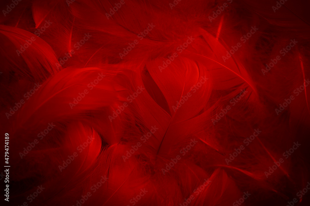 Beautiful Dark Red Fluffly Feathers Texture Background. Swan Feathers ...